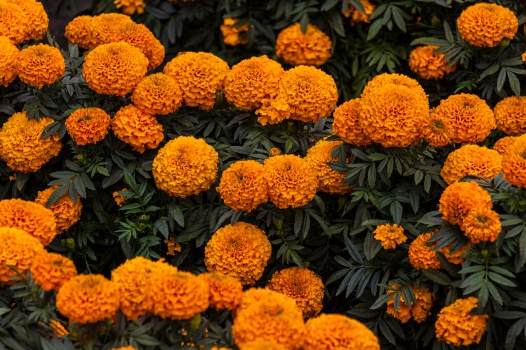 Flor de Cempasúchil, flor de vida y de muerte