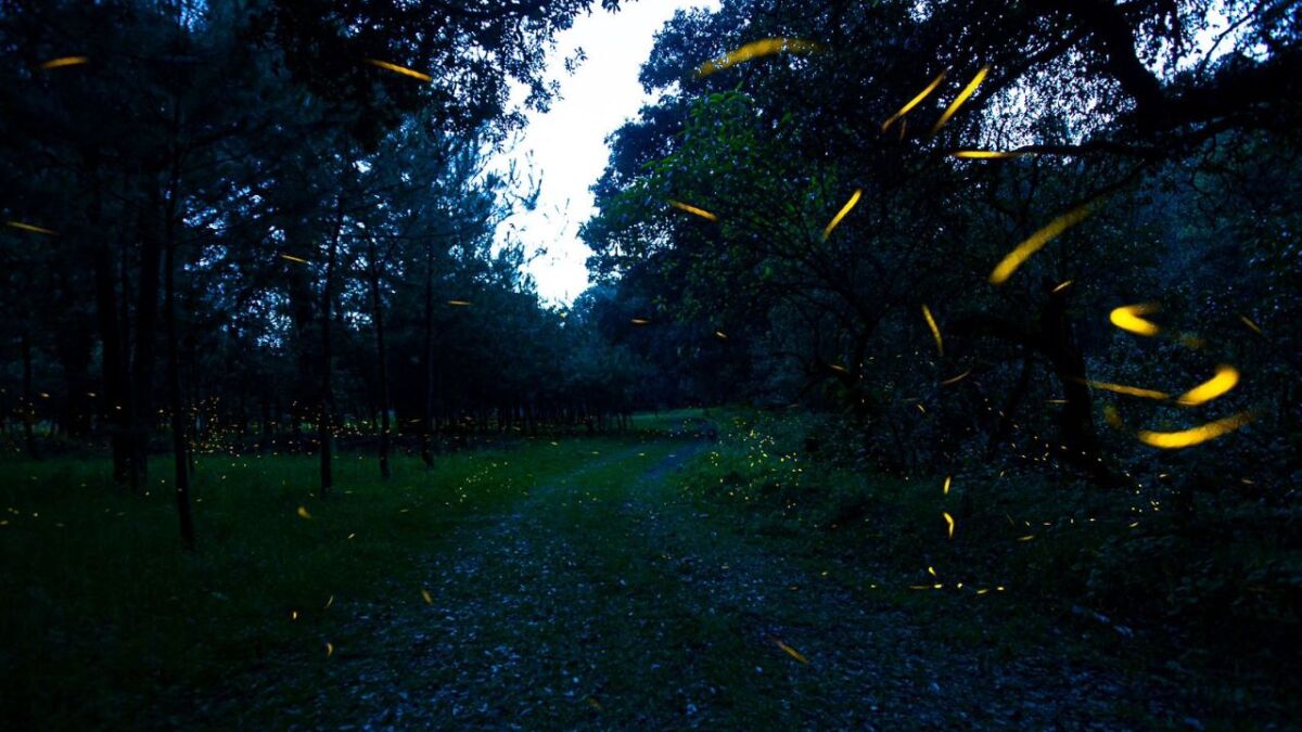 Descubren nueva especie de luciérnaga en el Bosque de Chapultepec ...